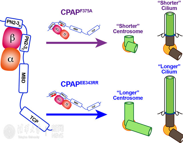 中国科学家揭示中心粒/纤毛长度控制机制 | 沙鸥科报